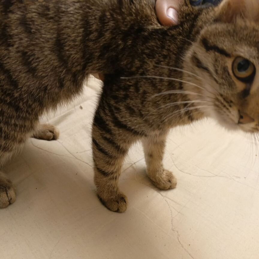 Отдам котенка в добрые руки