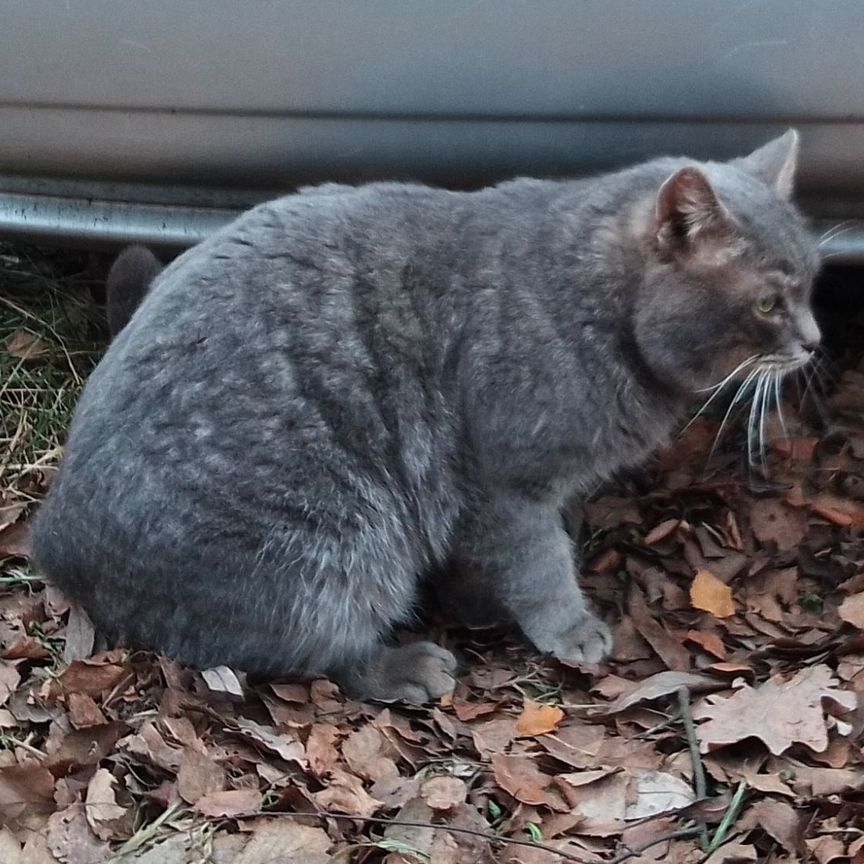 Серебристо-серый мачо в дар