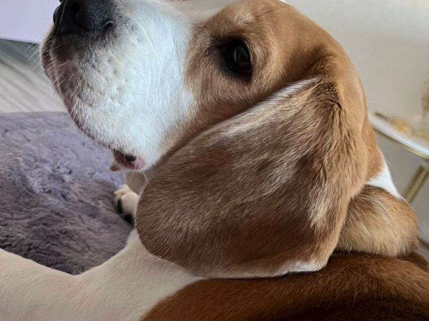 Щенки бигля для бронирования