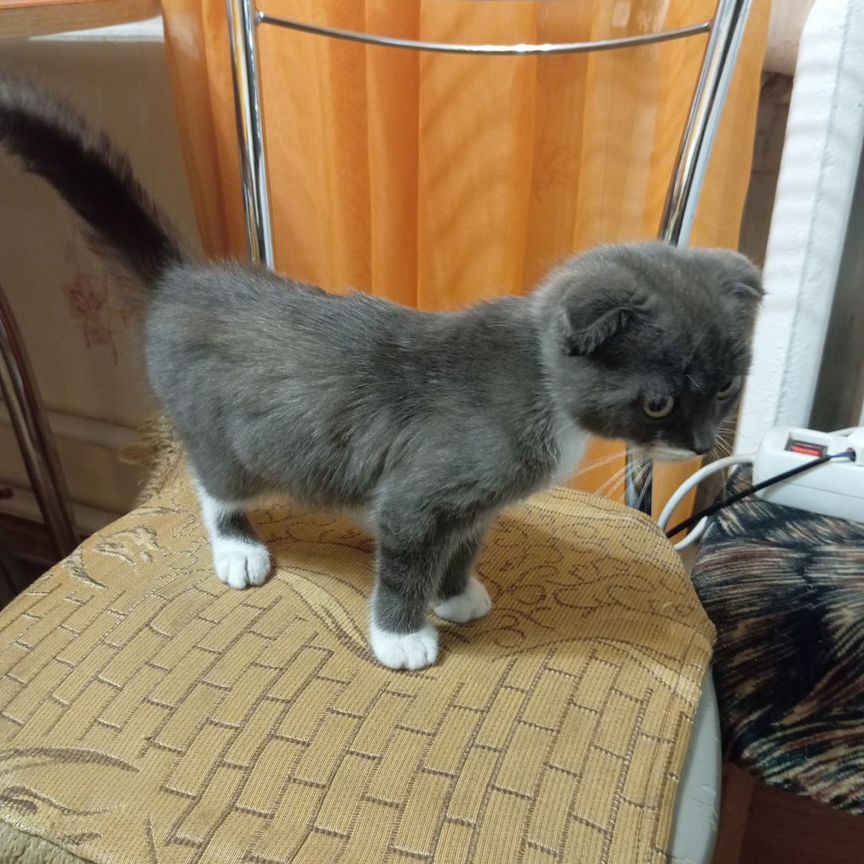 Отдадим вислоухого котëнка бесплатно