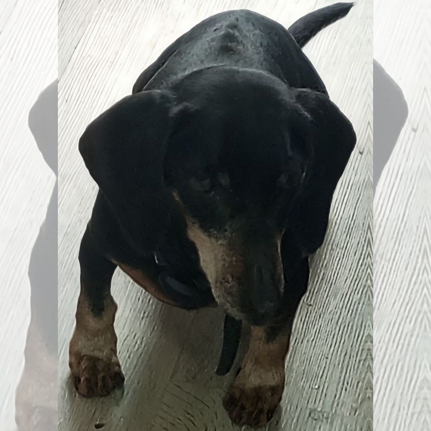 Такса, взрослая собака