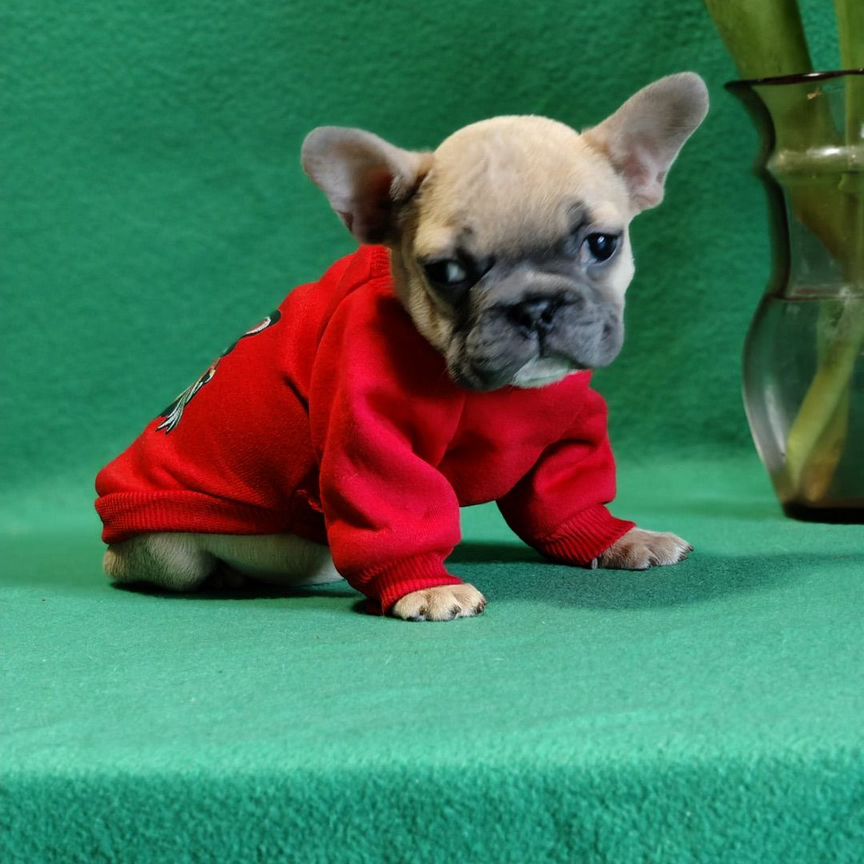 Малышка Французский бульдог