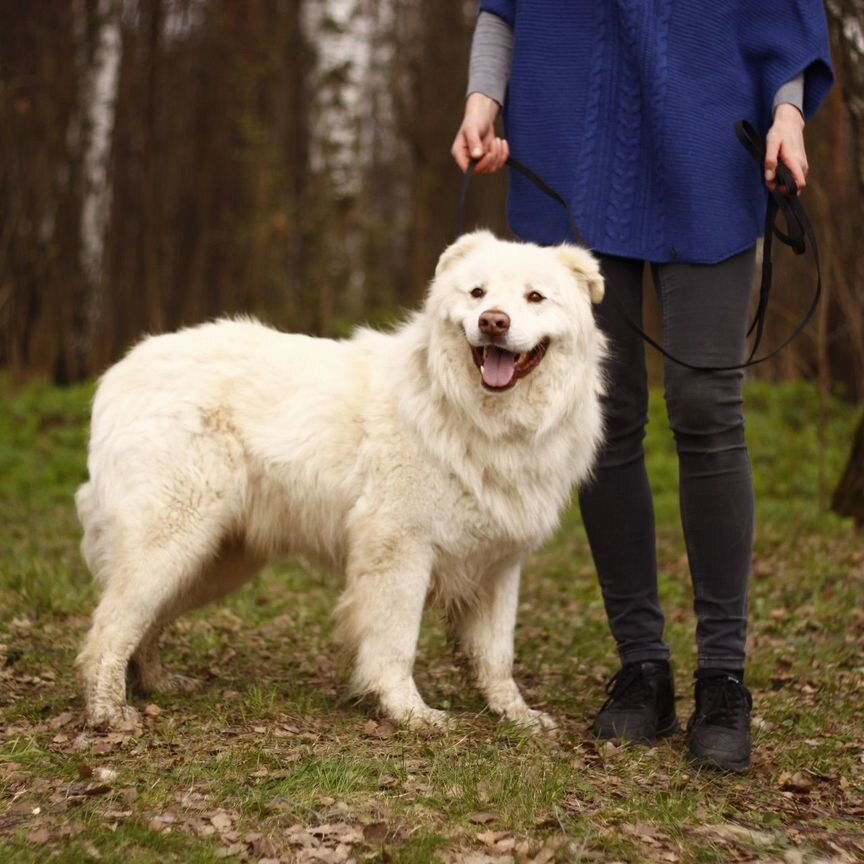 Собачка в добрые руки
