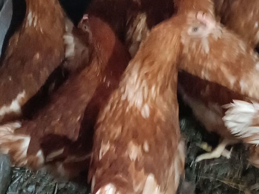 Продам кур молодок