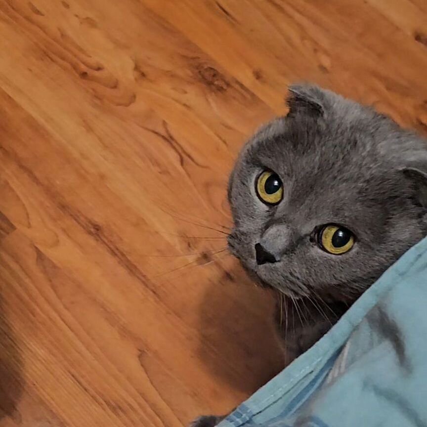 Взрослый кот в добрые руки