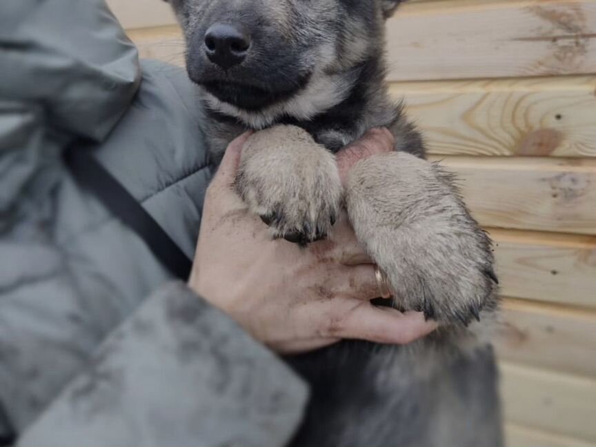 Щенок в добрые руки