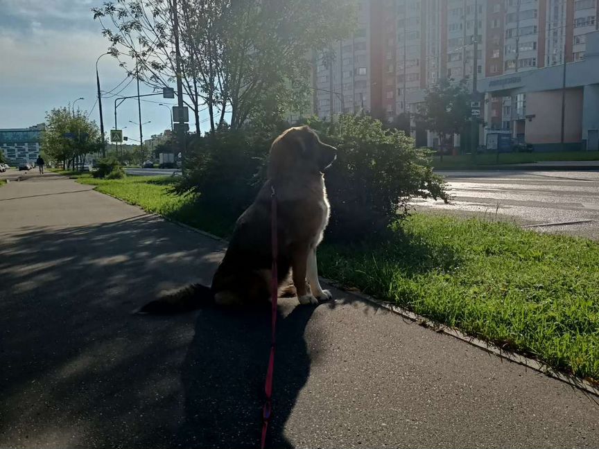Отдам в добрые руки тибетский мастиф