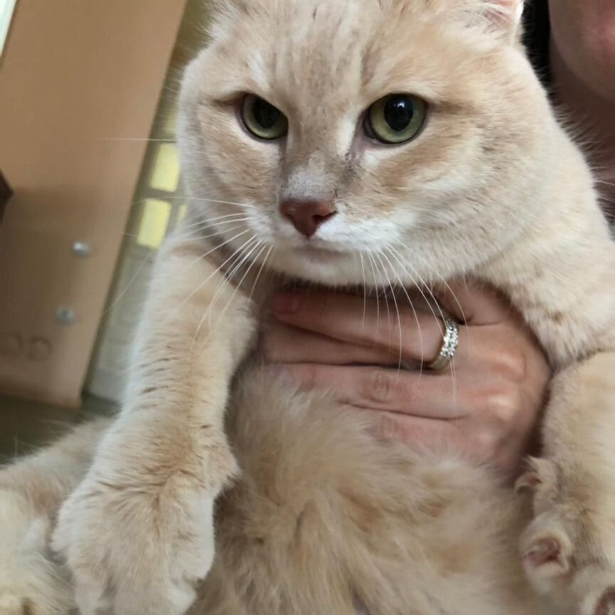 Кот в добрые руки