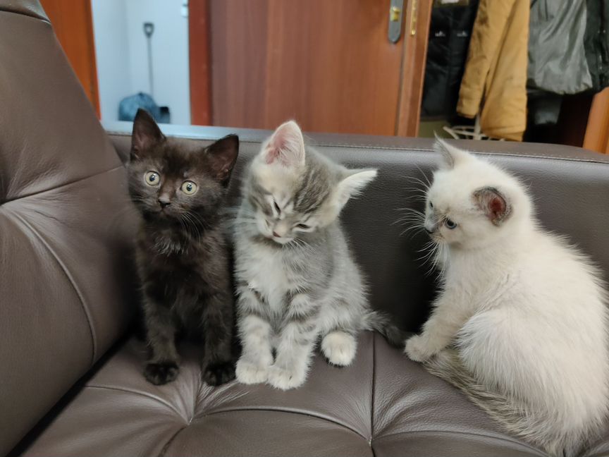 Котята в добрые руки