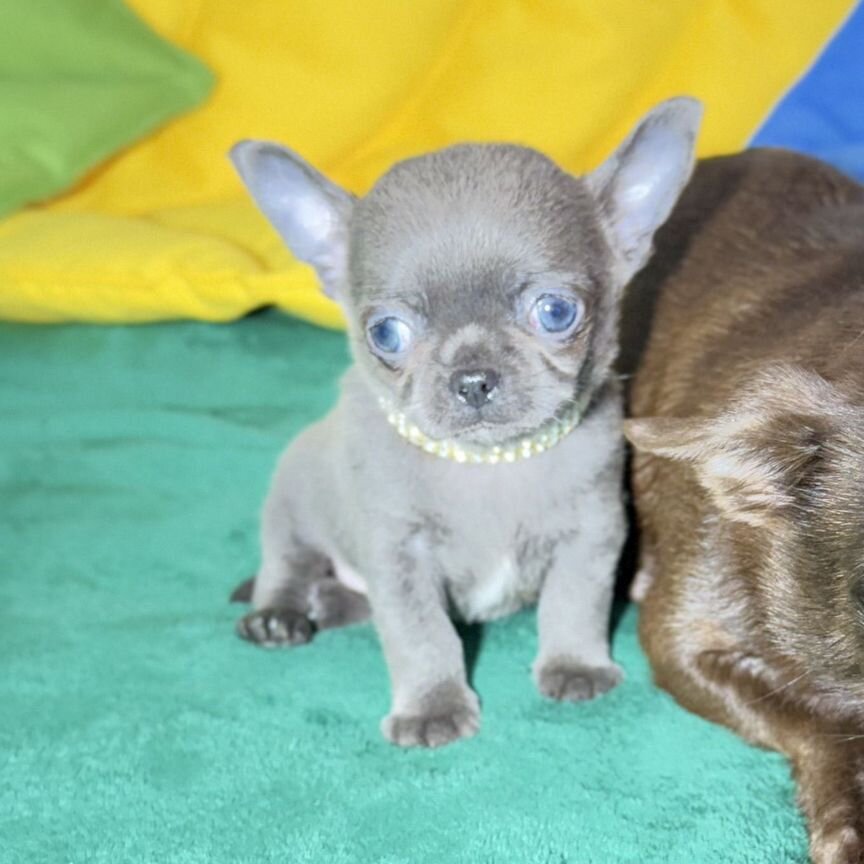 Аккуратный мини голубой мальчик