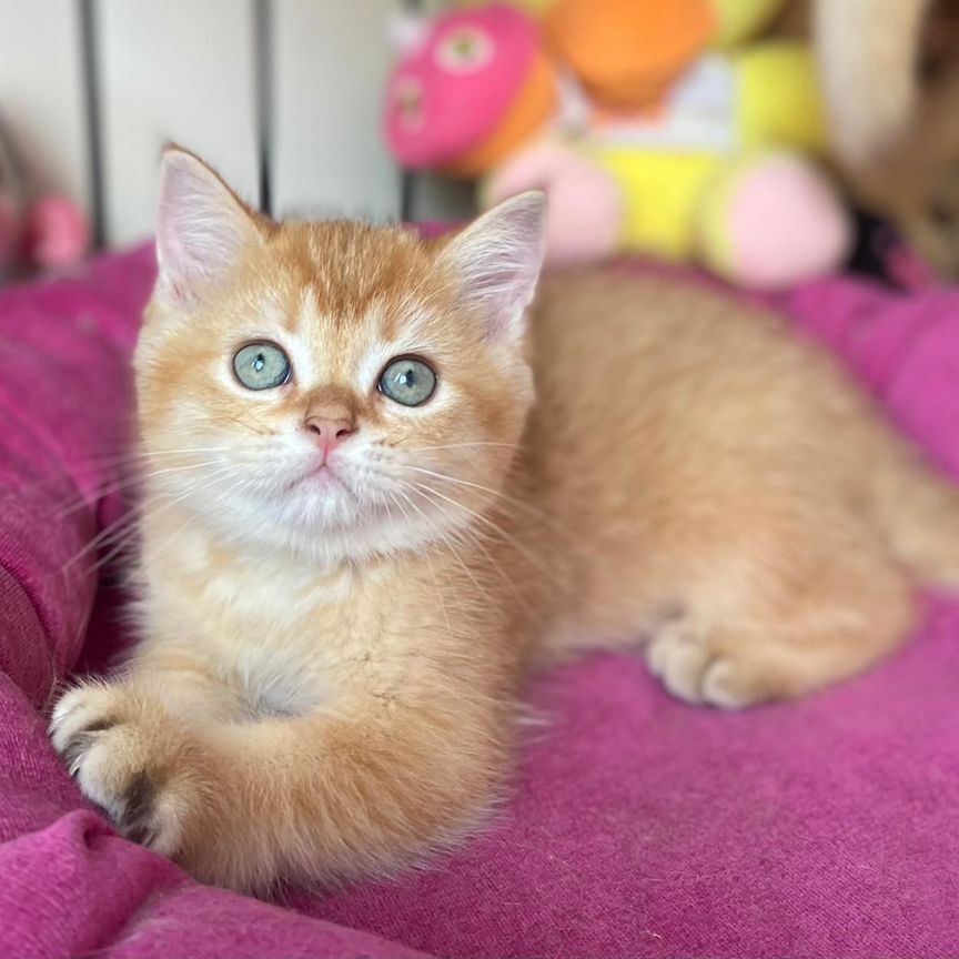 Кот Финик