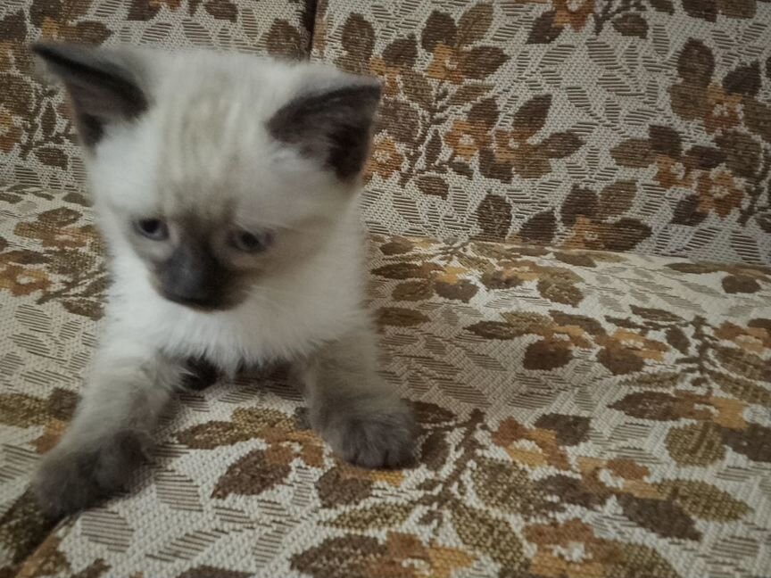 Продам котят