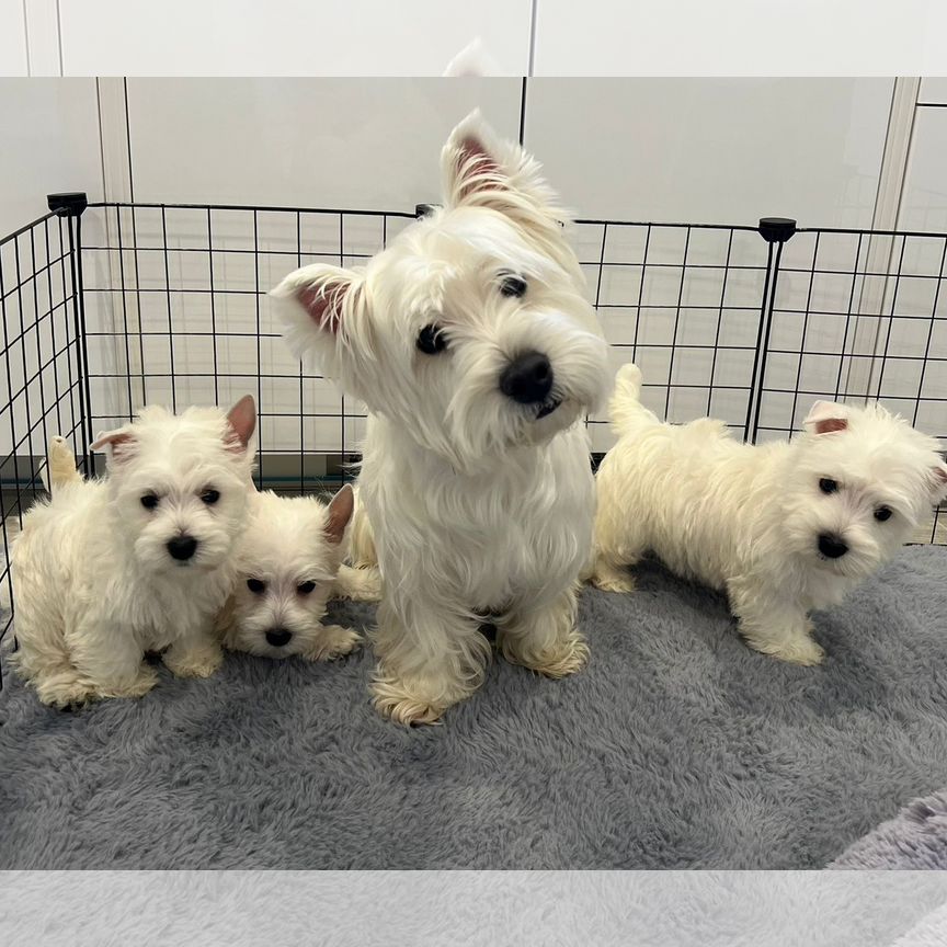 Вест-хайленд-уайт-терьер, щенок