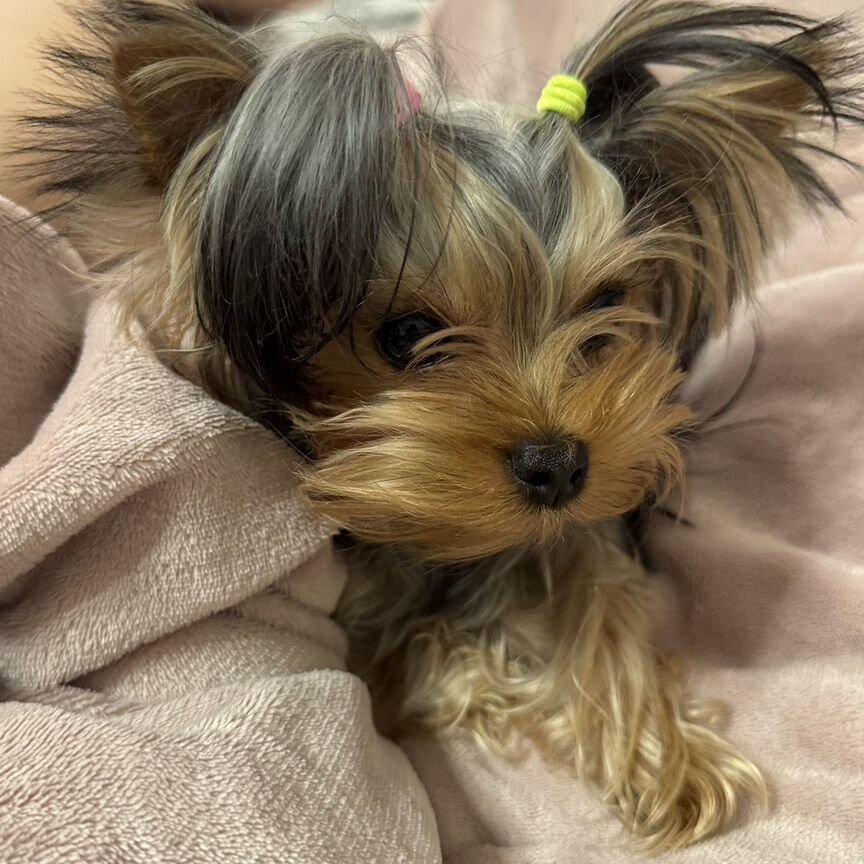 Йоркширский терьер мини беби фейс