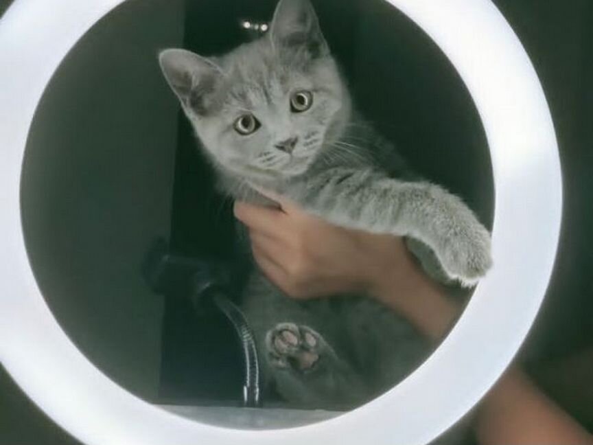 Продаю котёнка британец