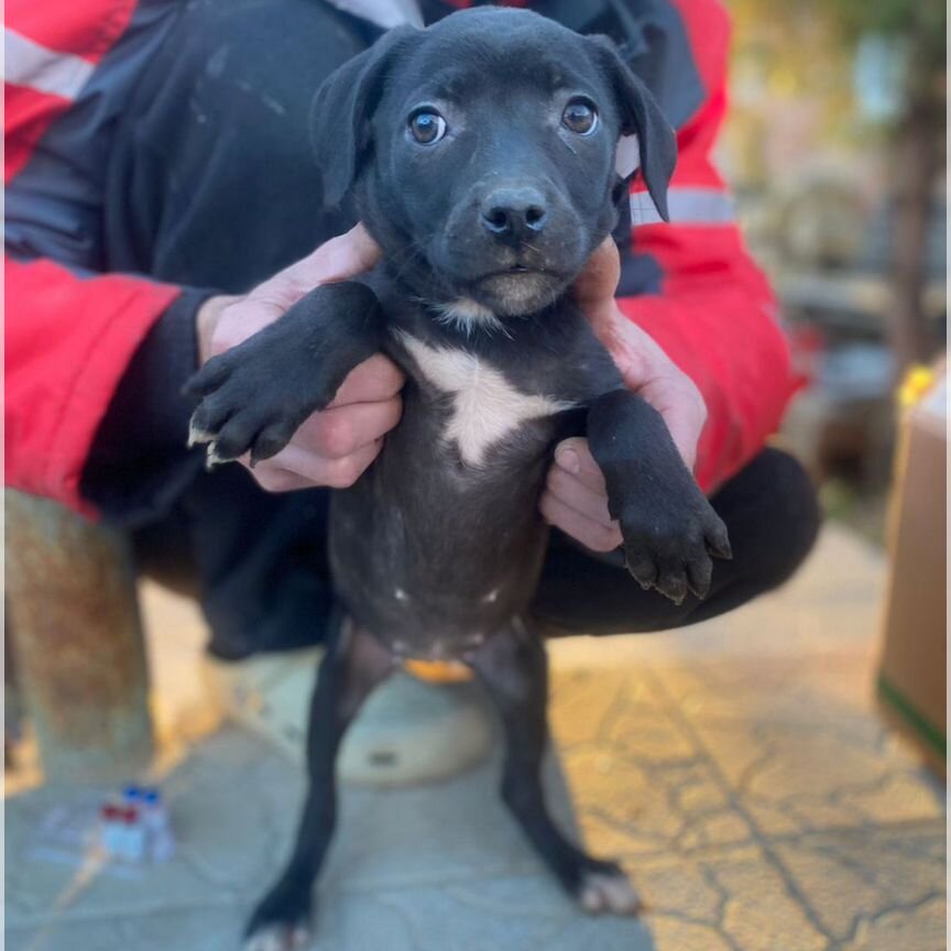 Щенок в добрые руки