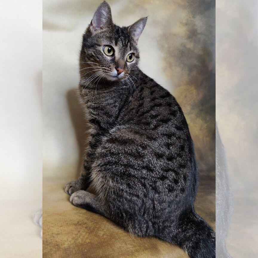 Ищет дом замечательная кошечка Киана