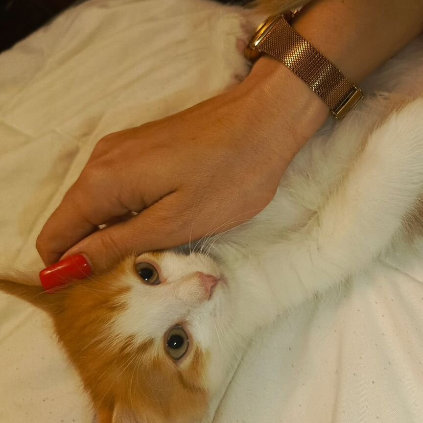 Рыжий котик