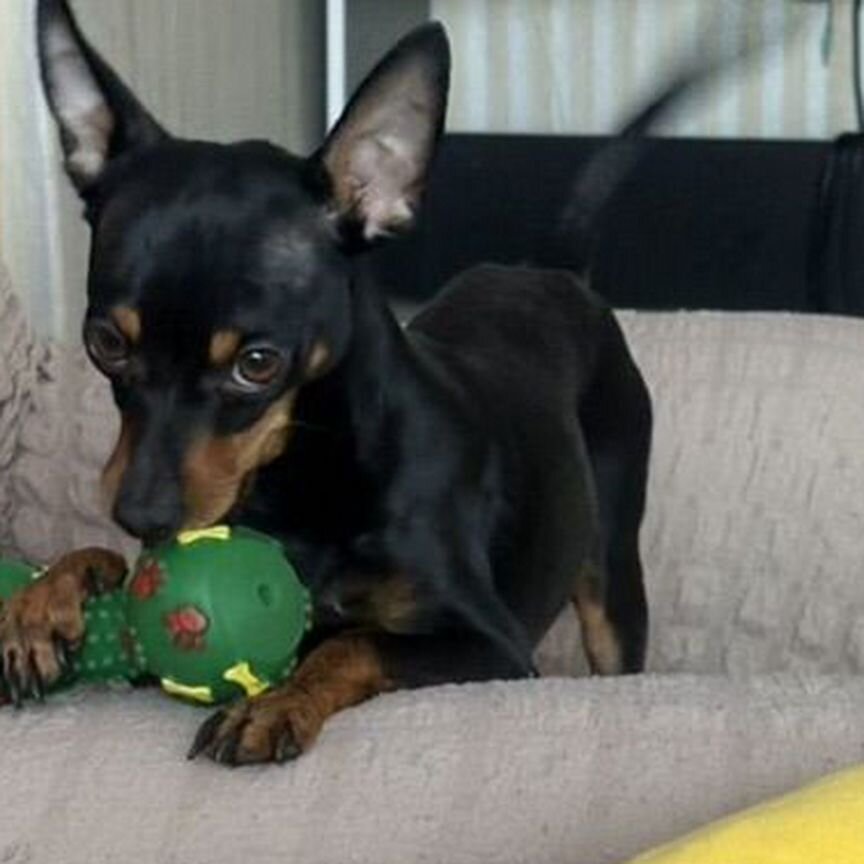 Русский той-терьер, взрослый пёс