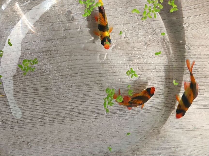 Барбусы бесплатно. Бронь для Тимура