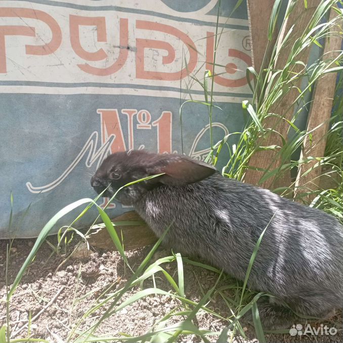 300 Полтавское серебро