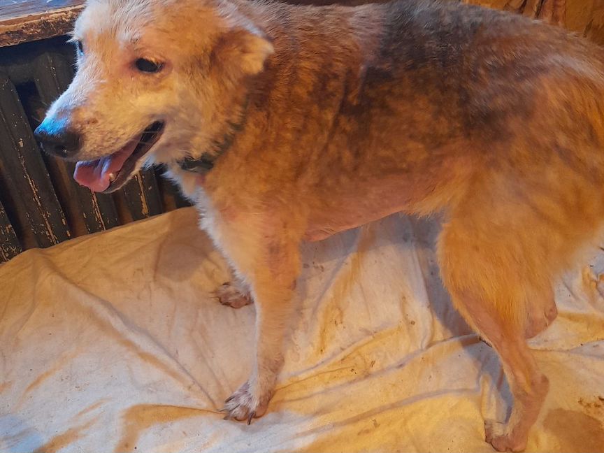 Ищу передержку