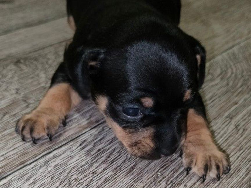 Той-терьер смесь с Цвергпинчером