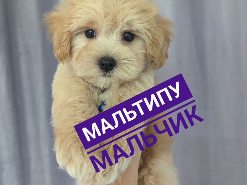 Мальтипу мальчик