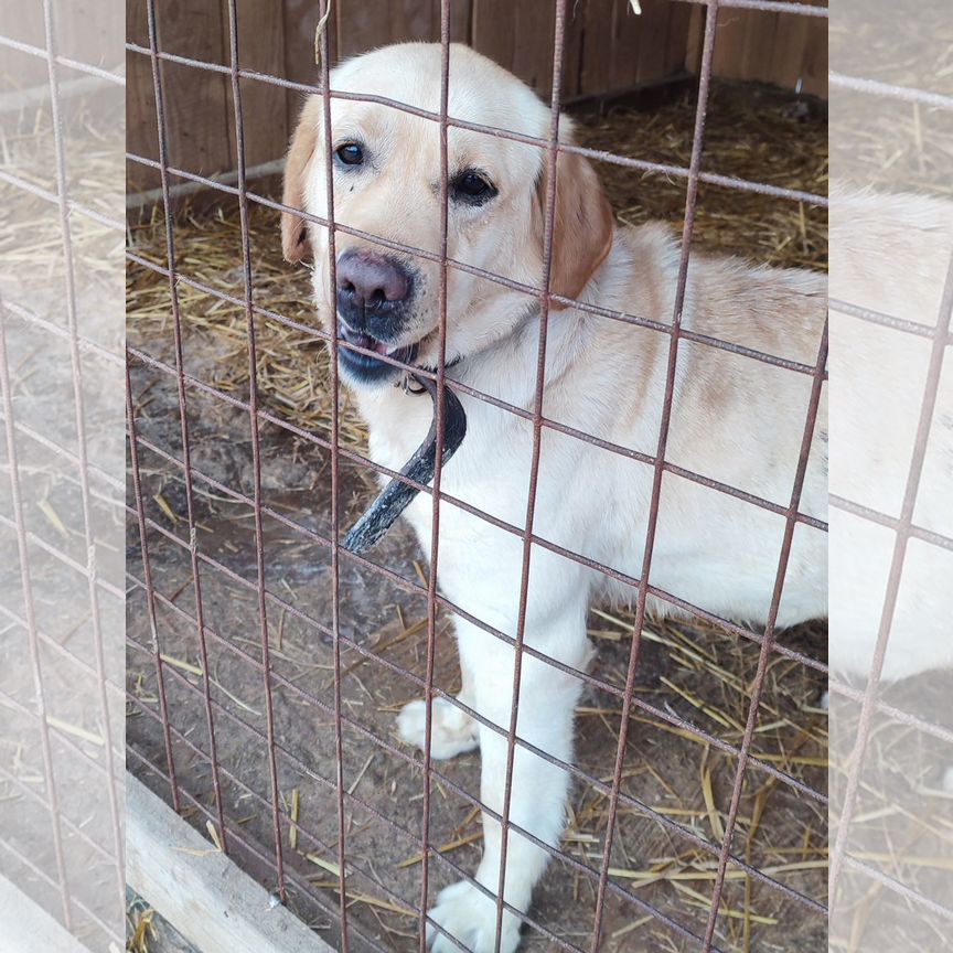 Лабрадор-ретривер, щенок