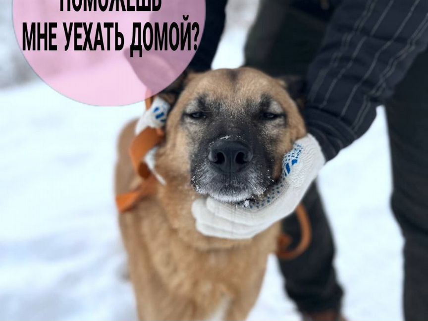 Добрые руки для животных из приюта