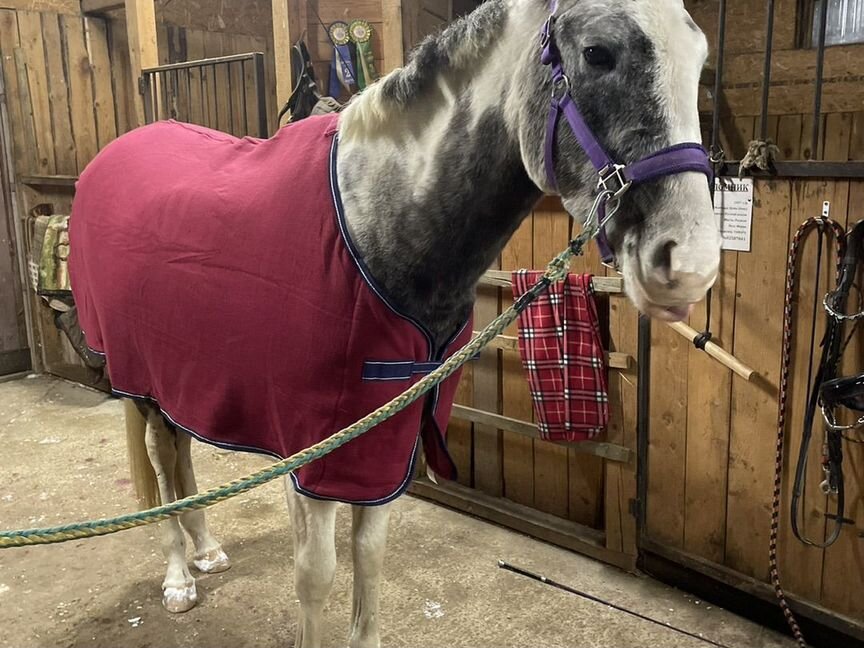 Флисовая попона 125 для лошади