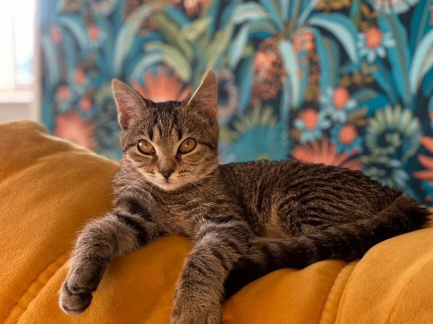 Европейская кошечка в добрые руки