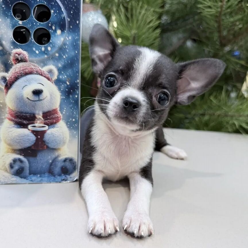 Чихуахуа, щенок