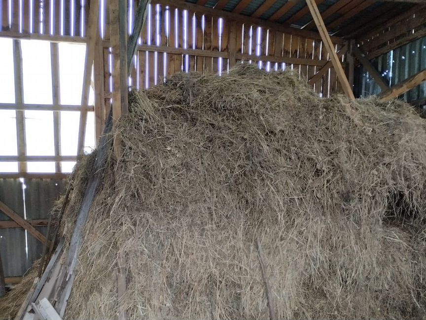 Продам луговое сено