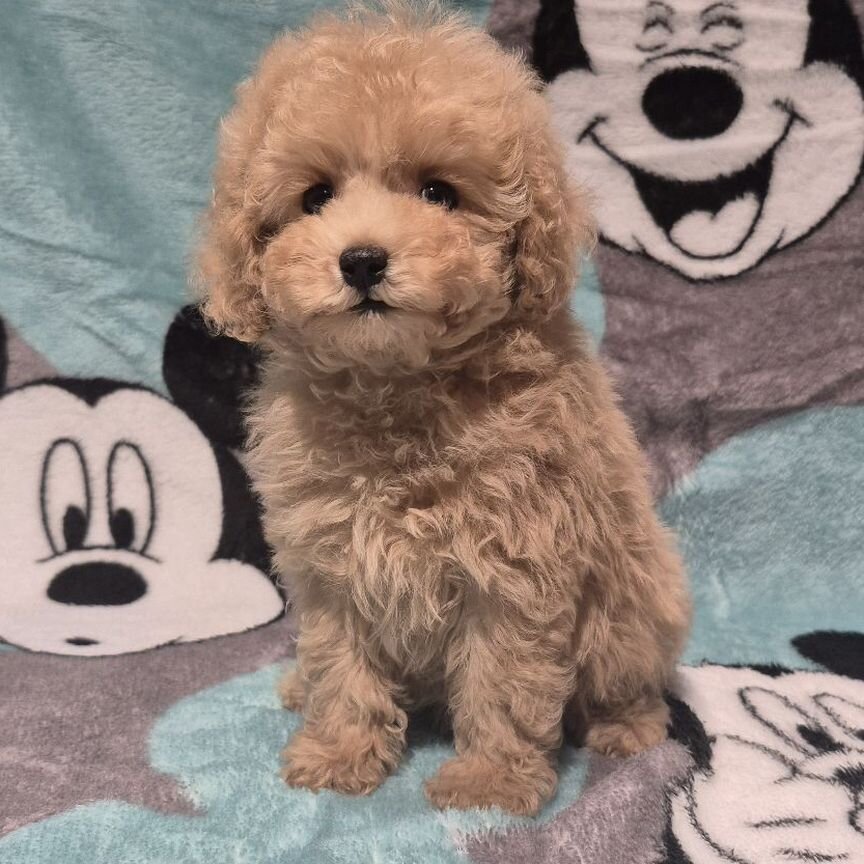 Той-пудель, щенок