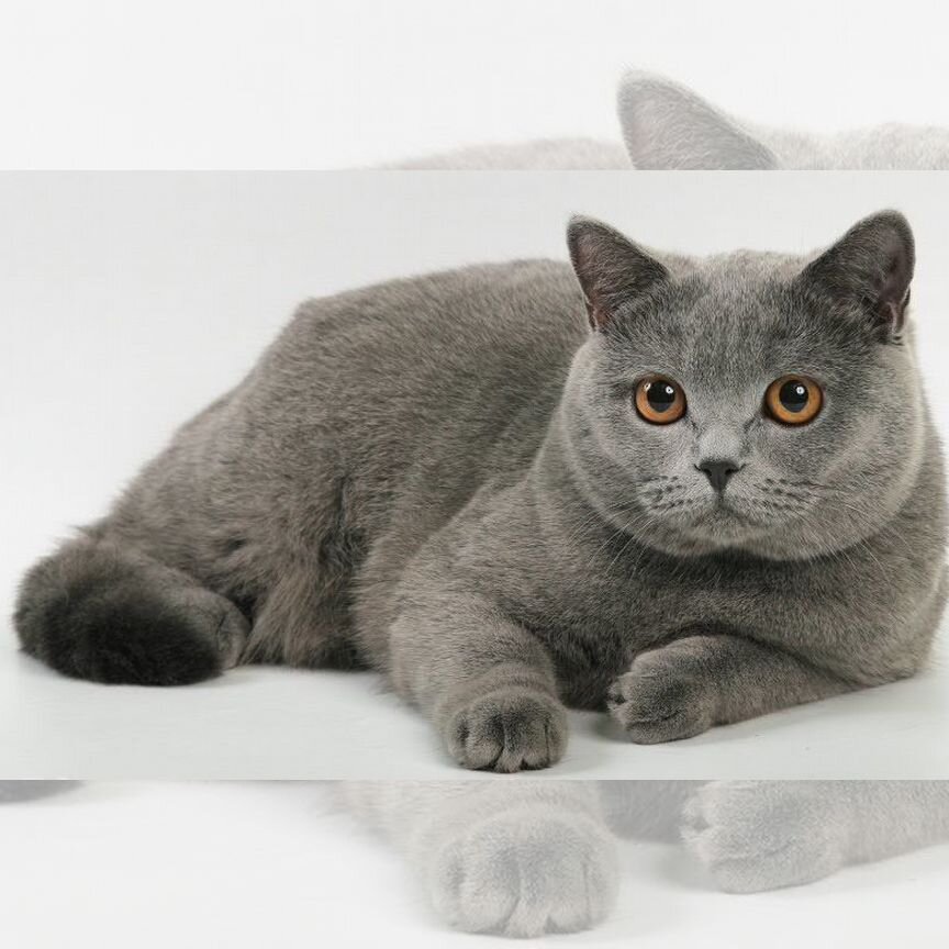 Британский короткошёрстный котёнок