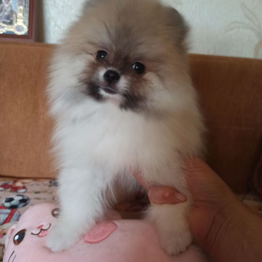 Померанский шпиц
