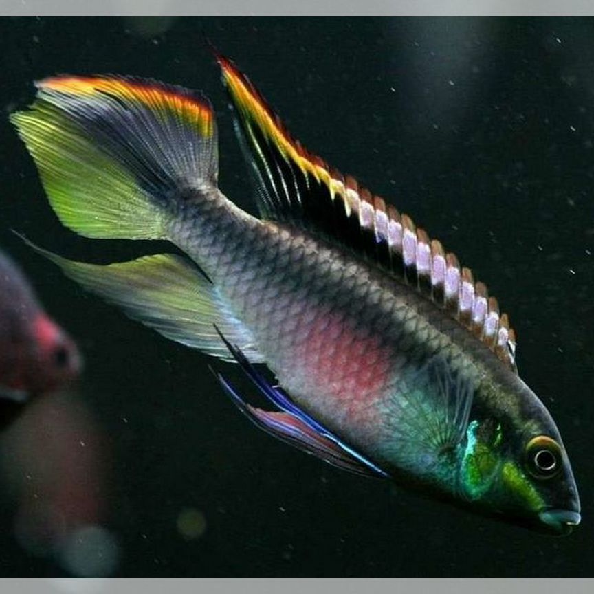 Пельвикахромис пульхер - Pelvicachromis pulcher