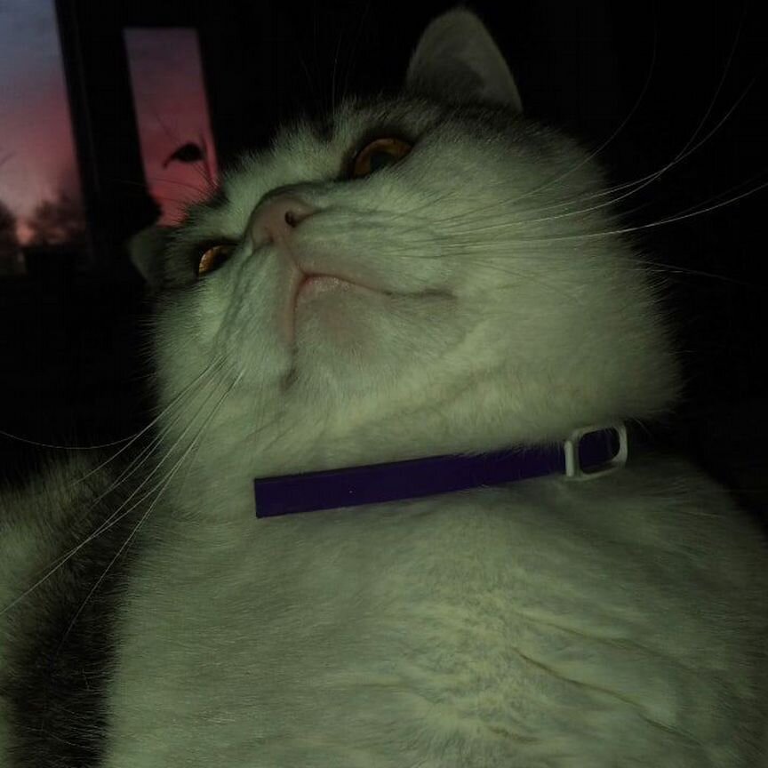 Кот