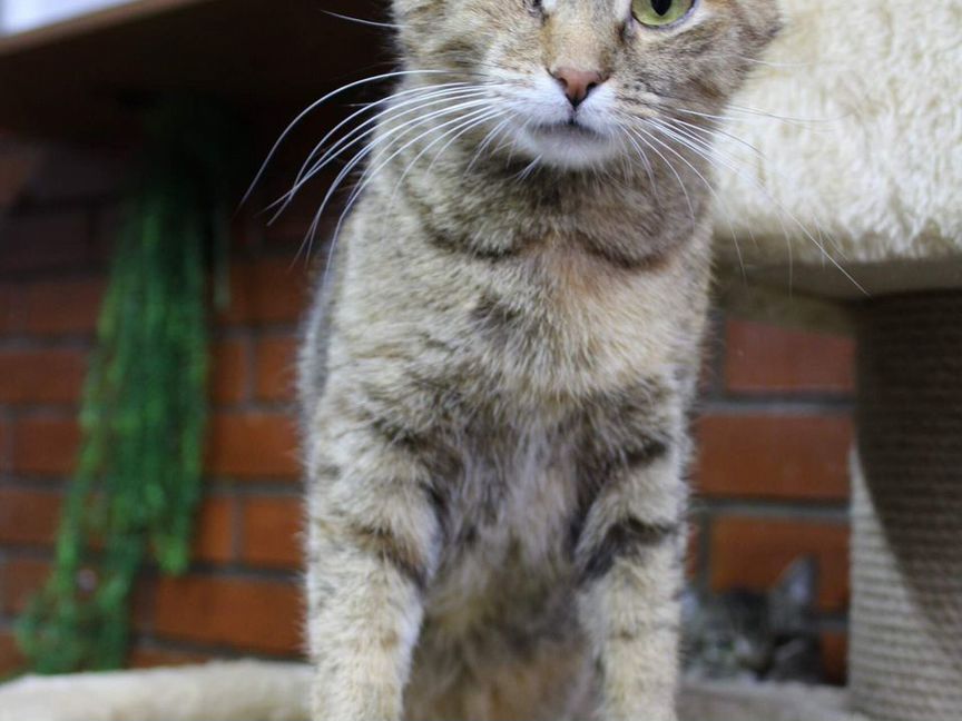 Кошечка Пиратка ищет семью (11мес., стерилизована)