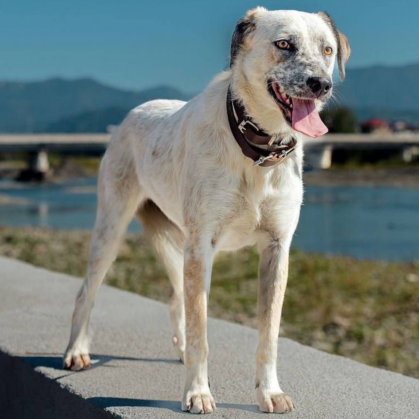 Ассоль нежная семейная собака в добрые руки в дар