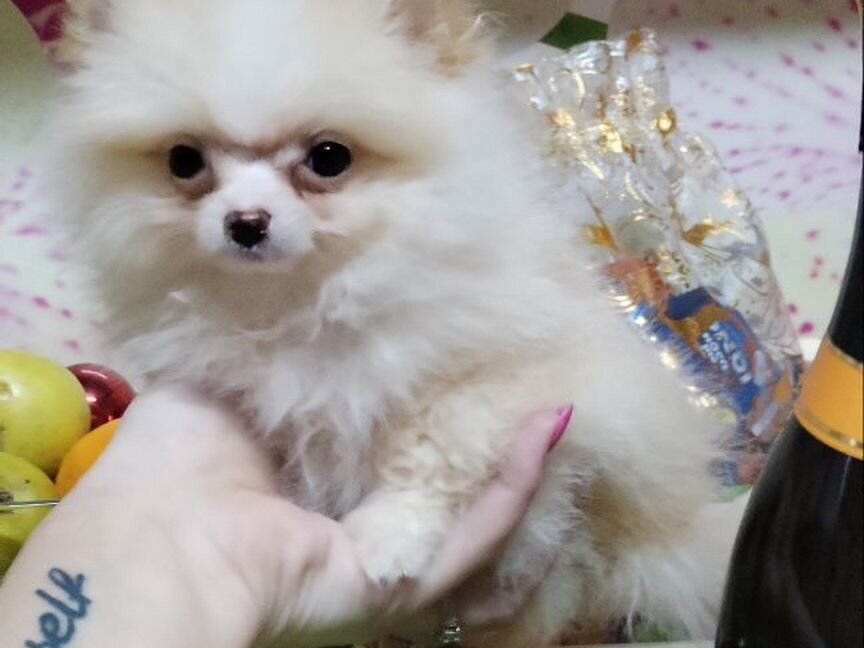 Померанский шпиц девочка