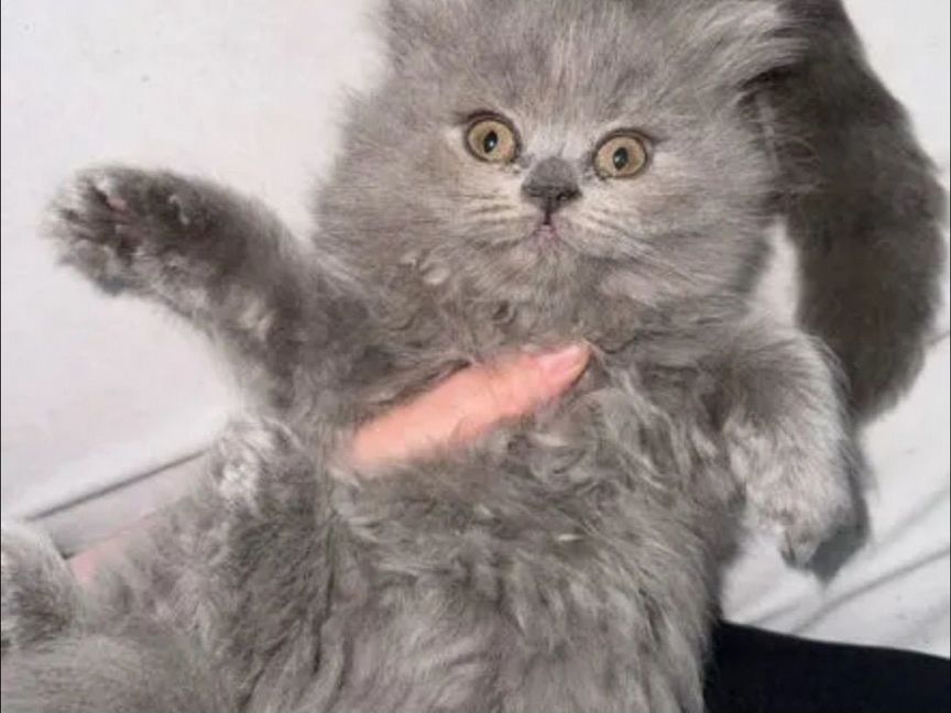 Кошка британка