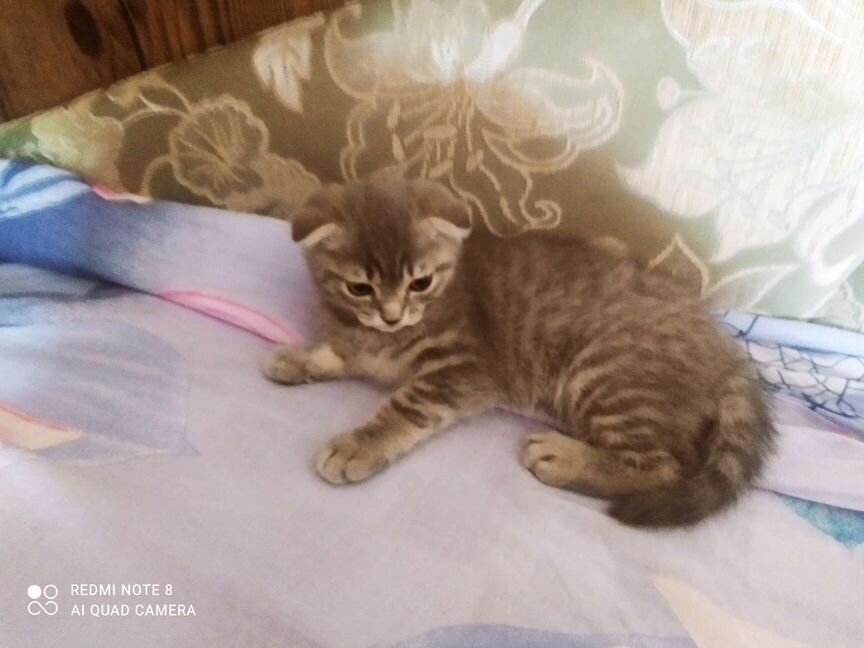 Кошки шотландцы