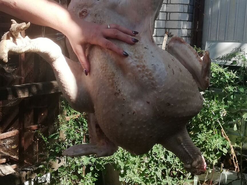 Индюки, куры бройлер