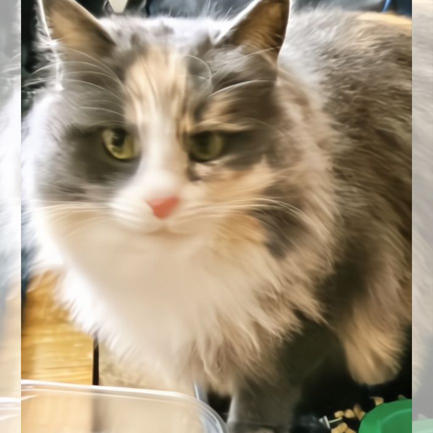 Взрослая, кошка в добрые руки