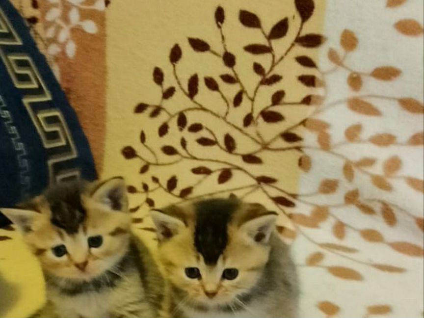 Кошки
