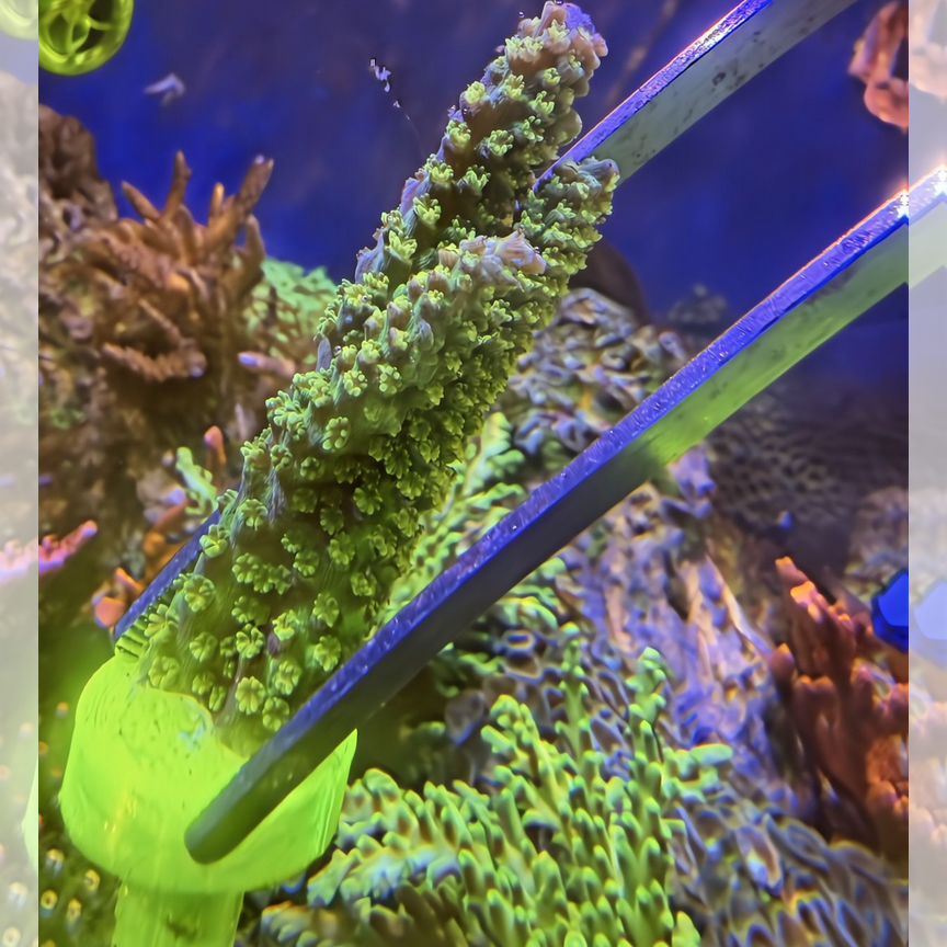 Морские кораллы в морской аквариум