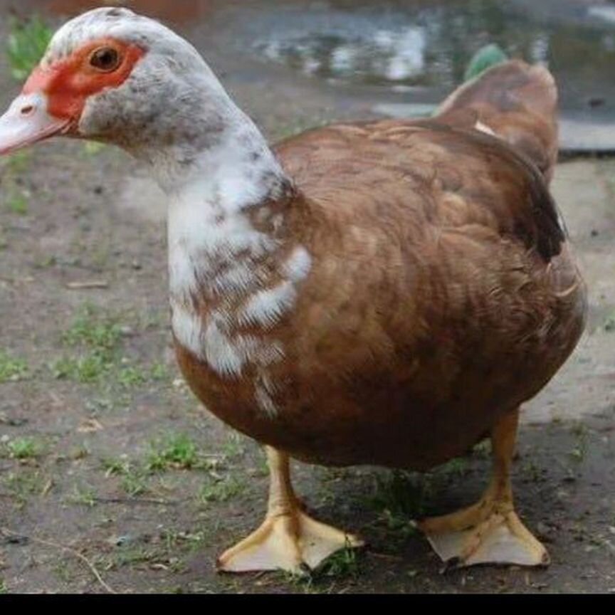 Индоутки годовалые