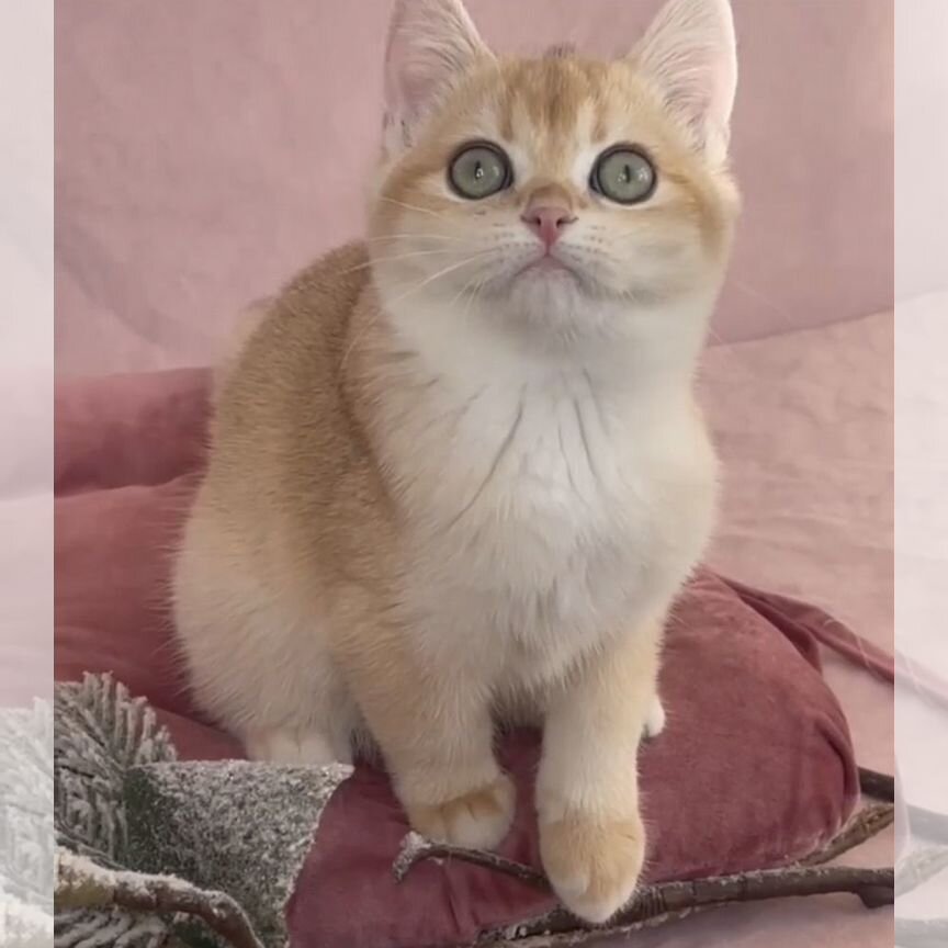 Британский короткошёрстный котёнок